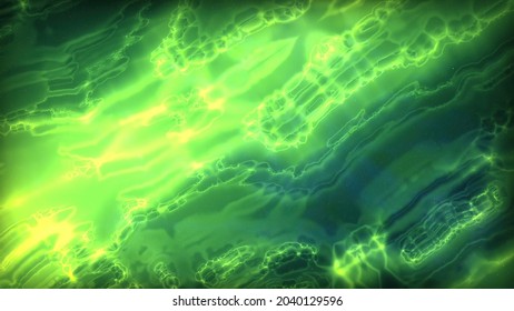 428 Plant cell prophase Images, Stock Photos & Vectors | Shutterstock