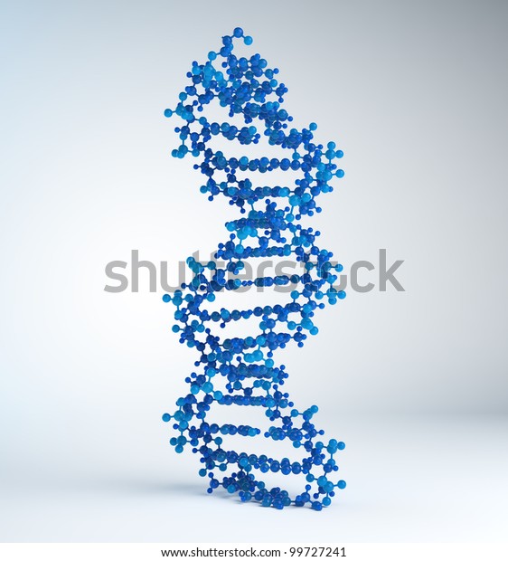 An accurate DNA strand model