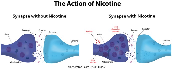81 Nicotine Synapse Royalty-Free Images, Stock Photos & Pictures ...