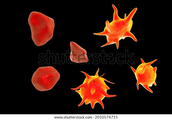 Activated Nonactivated Platelets Thrombocytes 3d Illustration 库存插图 ...