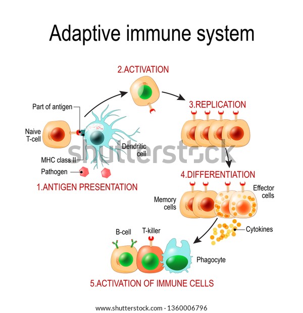 Adaptive Immune System Antigen Presentation Activation Stock ...