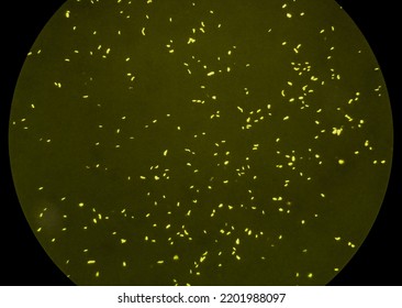 1,468 Fluorescence microscope 이미지, 스톡 사진 및 벡터 | Shutterstock