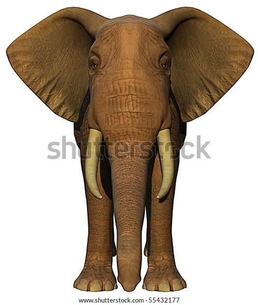 African Elephant Front Stock Illustration 55432177 | Shutterstock