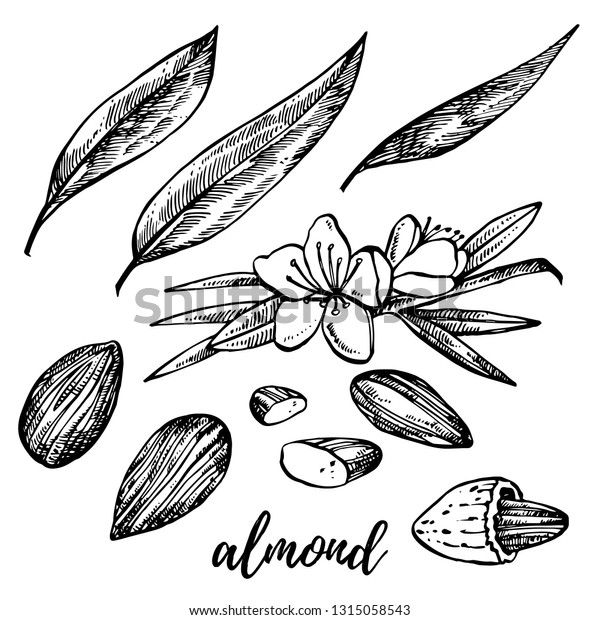Almonds Sketch Illustrations Hand Drawn Illustrations Stock