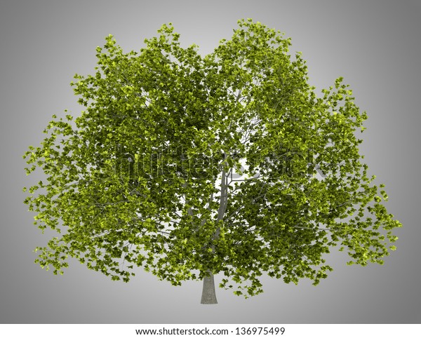 American Beech Tree Isolated On Gray Stock Illustration 136975499 ...