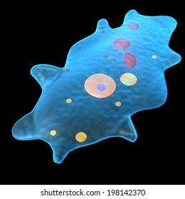 172 Division of amoeba Images, Stock Photos & Vectors | Shutterstock