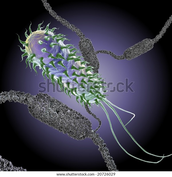 Amphitrichous Bacteria Stock Illustration 20726029