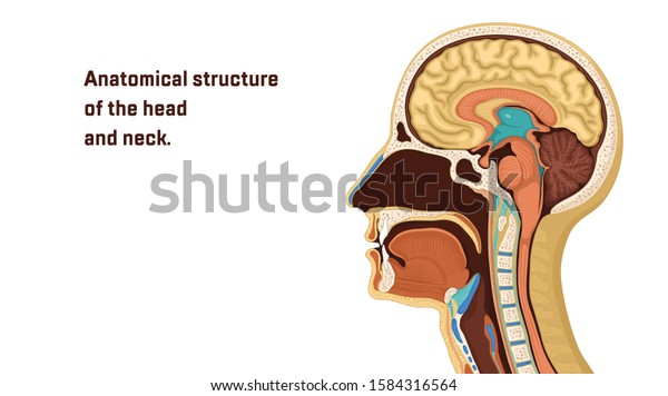 Ilustrasi Stok Anatomical Structure Head Neck Brain 1584316564 ...