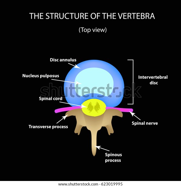 Anatomical Structure Intervertebral Disc Top View Stock Illustration ...