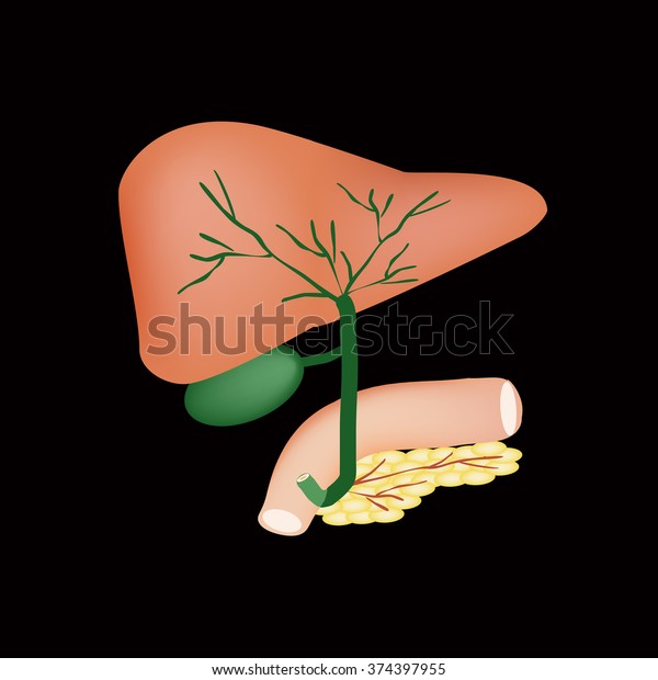 Anatomical Structure Liver Gallbladder Bile Ducts Stock Illustration ...