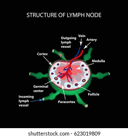 Anatomical Structure Lymph Node Infographics Vector Stock Vector ...