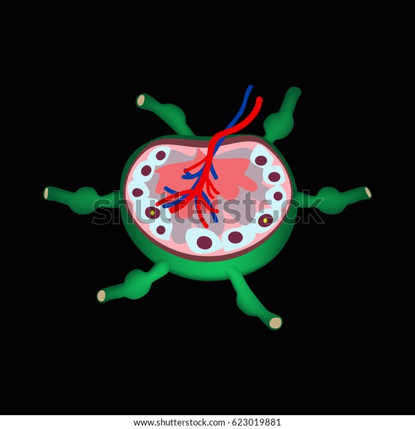 Anatomical Structure Lymph Node Infographics Illustration 库存插图 ...