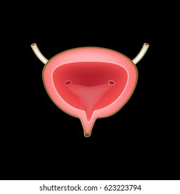 Anatomical Structure Urinary Bladder Infographics Illustration Stock ...