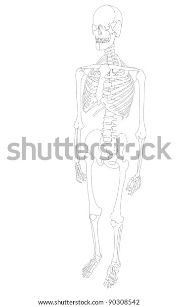 Anatomically Correct 3d Drawing Human Skeleton Stock Illustration 90308542