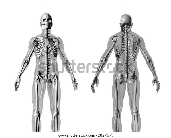 Anatomically Correct 3d Model Human Body Stock Illustration 2827679
