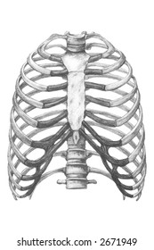 Anatomically Correct Drawing Chest Bone Structure 스톡 일러스트 2671949 ...