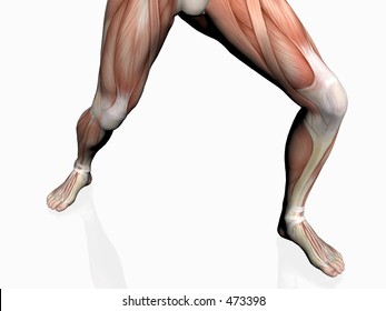 Anatomically Correct Medical Model Human Body Foto Stok 473395 ...