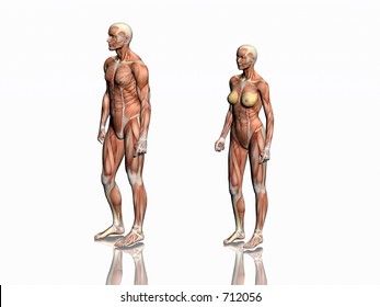 Anatomically Correct Medical Model Human Body Stock Illustration 712056