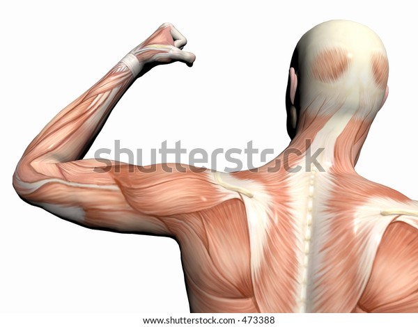 Anatomically Correct Medical Model Human Body Stock Illustration 473388