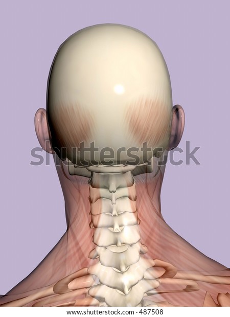 Anatomically Correct Medical Model Human Body Stock Illustration 487508