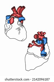 155 Anatomically correct heart Images, Stock Photos & Vectors ...