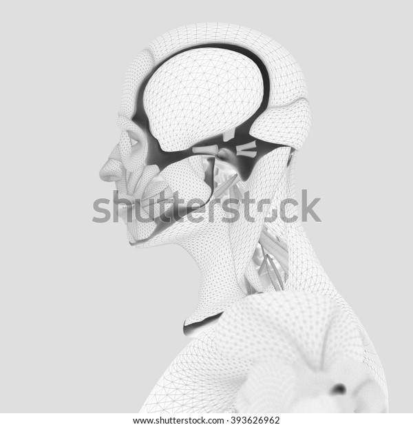 Anatomy Brain Wire Frame Human Head Stock Illustration 393626962 ...