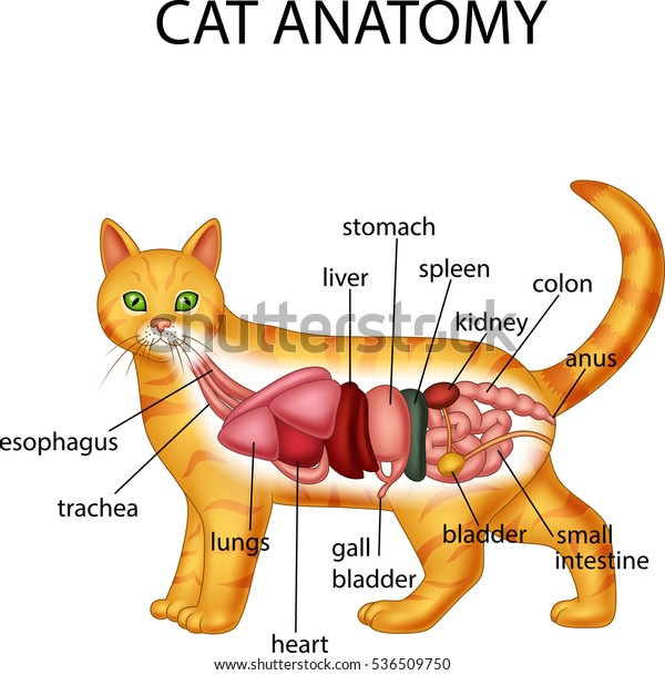 Anatomy Cat Stock Illustration 536509750