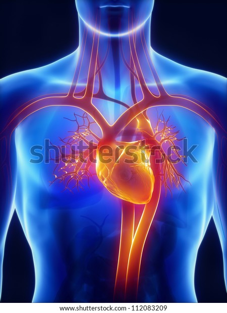 Anatomy Circulatory System Stock Illustration 112083209 | Shutterstock