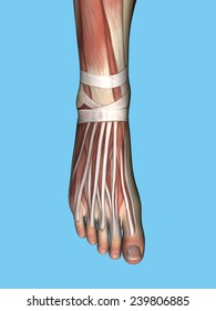 25 Inferior extensor retinaculum Images, Stock Photos & Vectors ...