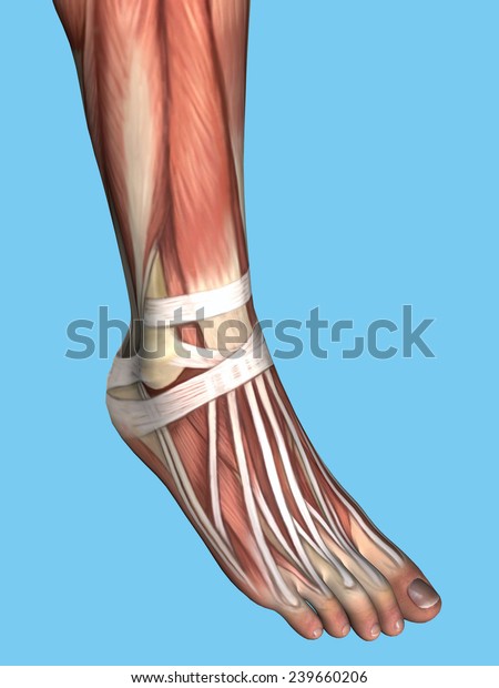 Anatomy Foot Featuring Extensor Digitorum Longus Stock Illustration ...