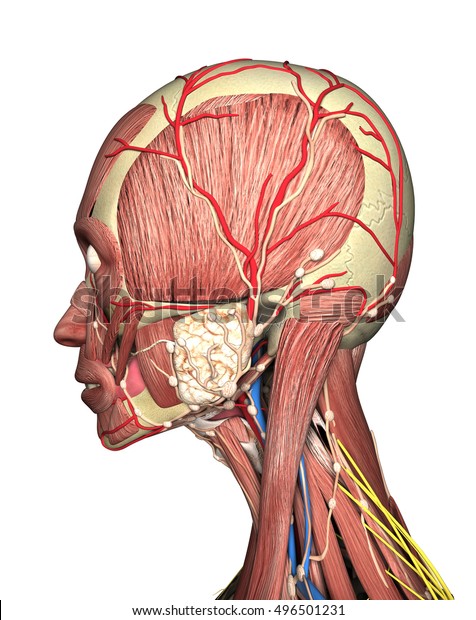 Anatomy Head Side View 3d Rendering Stock Illustration 496501231 ...