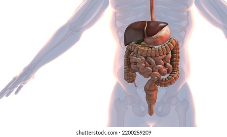 Anatomy Human Digestive System 3d Illustration Stock Illustration ...