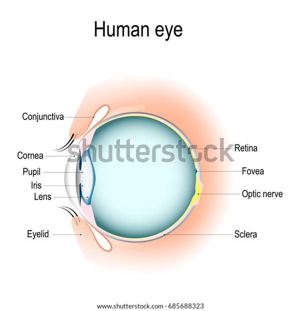 Anatomy Human Eye Vertical Section Eye Stock Illustration 685688323