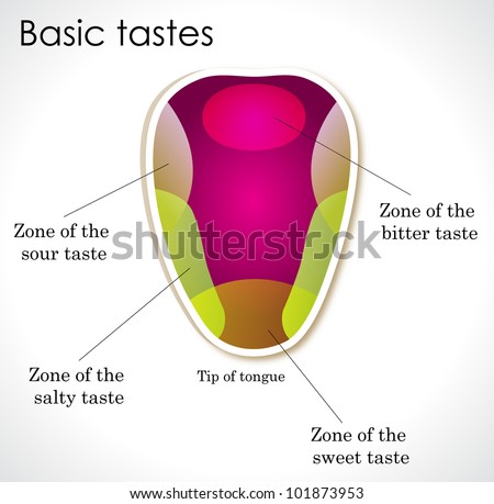 Anatomy Human Tongue Basic Tastes Stock Illustration 101873953 ...