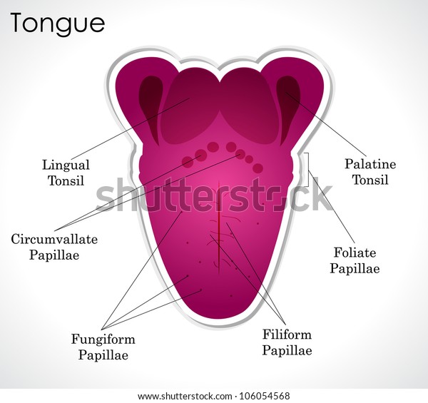 Anatomy Human Tongue Vector Version Available Stock Illustration ...