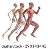 Human Body Muscles Photos and Images | Shutterstock