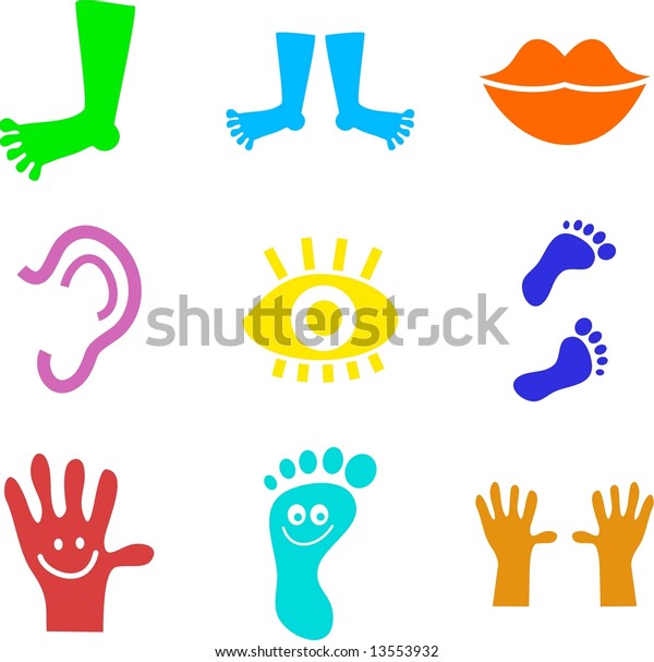 Anatomy Shapes Stock Illustration 13553932 | Shutterstock