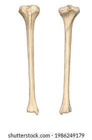 Anatomy Skeleton Tibia Right Bone Stock Illustration 1986249179 ...