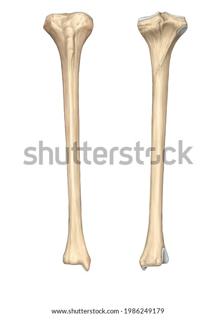 Anatomy Skeleton Tibia Right Bone Stock Illustration 1986249179 ...