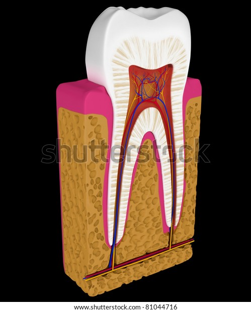 Anatomy Tooth Cut Section Isolated Over Stock Illustration 81044716 ...
