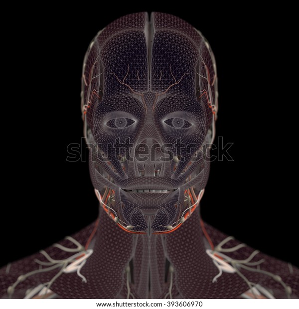 Anatomy Wire Frame Human Head Vibrant Stock Illustration 393606970 ...