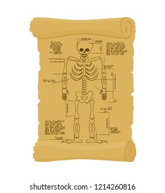 Ancient Scroll Skeleton Archaic Papyrus Anatomical Stock Illustration ...