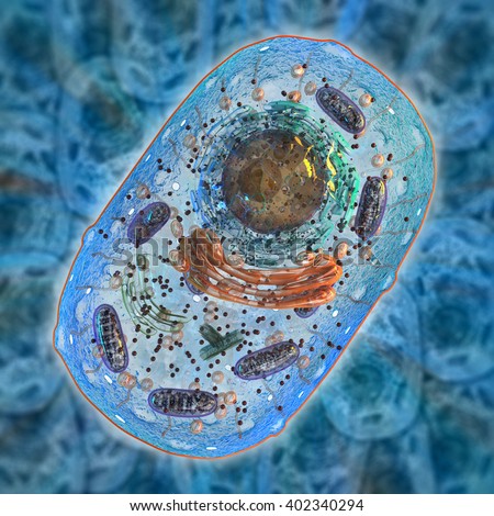 Animal Cell Internal Structure 3 D Illustration Stock Illustration ...