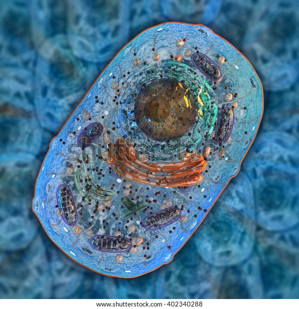 Animal Cell Internal Structure 3d Illustration Stock Illustration ...