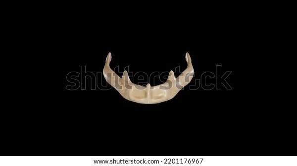 Anterior View Hyoid Bone3d Rendering Stock Illustration 2201176967 ...