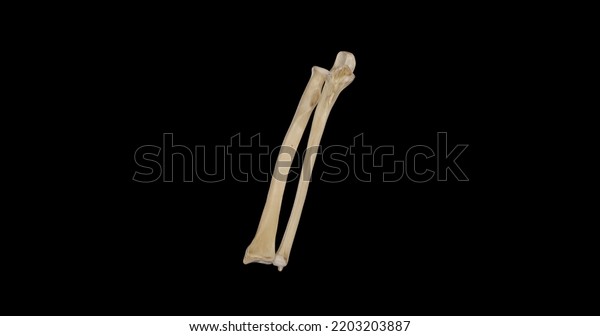 Anterior View Right Forearm Bones3d Rendering Stock Illustration ...
