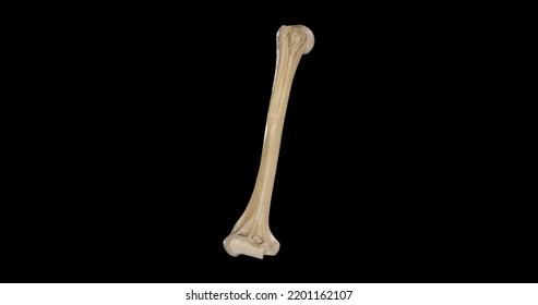 Anterior View Right Humerus3d Rendering Stock Illustration 2201162107 ...