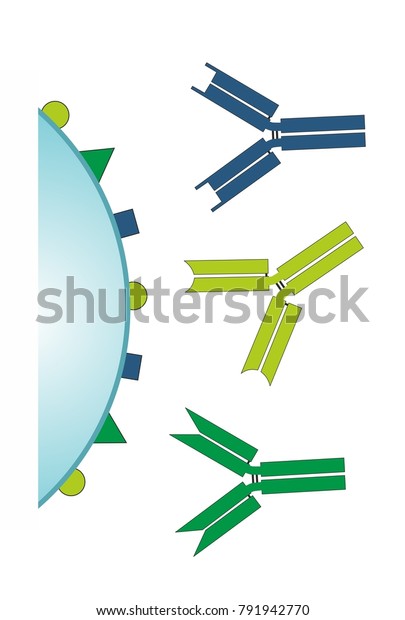 Antigen-antibody complex interaction in immune system. Each antibody ...