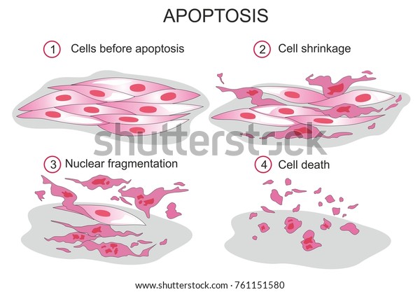 Apoptosis Programmed Cell Death Regulated Process Stock Illustration ...