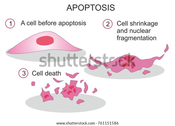 Apoptosis Programmed Cell Death Regulated Process Stock Illustration ...
